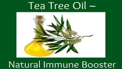 How To Use Tea Tree Oil Correctly And Safely Vkool Com