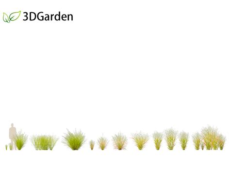 Panicum Virgatum Switch Grass 3d Model 3dgardenplants