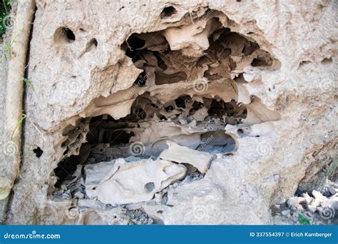 African Termite Mound Close Up Stock Illustration Illustration Of