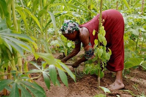 Delta Del NÍger Presenciando Un Ecocidio — Stop Ecocidio