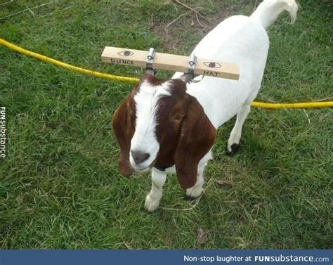 A Farmer S Goat Kept Getting His Head Stuck In A Fence Here S His