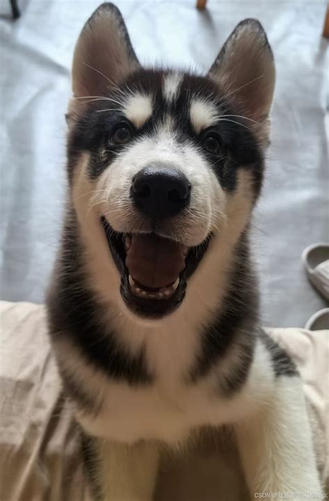 Java语言基础 数据类型int型可以赋值给byte型吗 Csdn博客