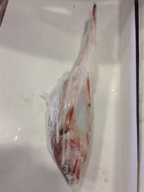 Red Cod Whole Gutted Hawkes Bay Seafoods