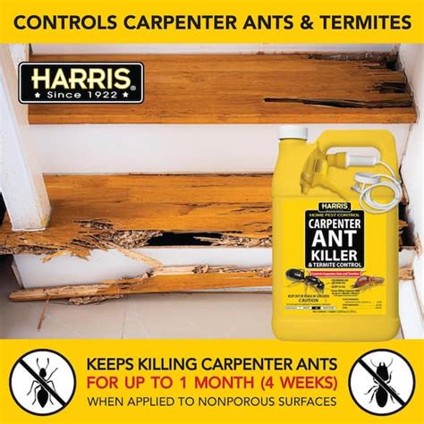 Carpenter Ants In House Spray