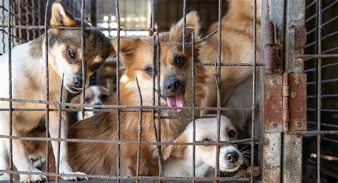 Barbara Navaro On Linkedin Sign The Pledge Against The Dog And Cat