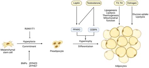 IJMS | Free Full-Text | Molecular and Cellular Mechanisms of Intramuscular Fat Development and ...