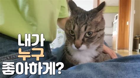 혼자 짝사랑한 고양이의 최후 Youtube