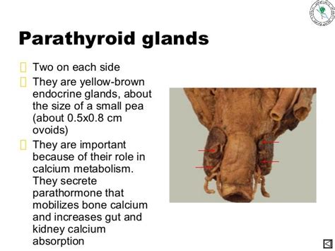 Anatomy Of Thyroid Gland