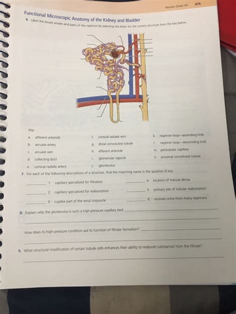 Solved 615 Review Sheet 40 Functional Microscopic Anatomy Of Chegg