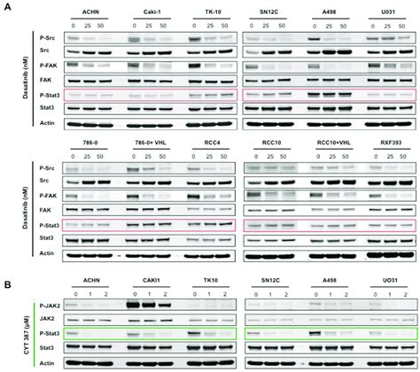 Dasatinib Inhibits Src Signaling But Not Stat3 Activation In Rcc Cells
