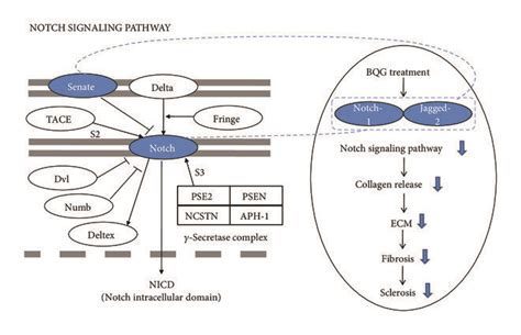 Schematic Illustration Of Potential Signaling Pathways Schematic