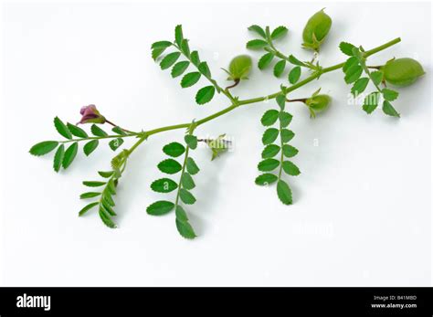 Chick Pea Chickpea Cicer Arietinum Twig With Seedpots And Flowers
