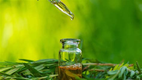 Best Bug Repellent Essential Oils You Need To Try This Summer