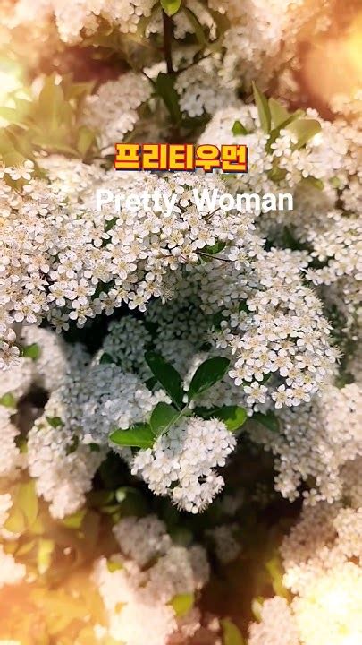 프리티 우먼 Pretty Woman 영화 It Must Have Been Love 주제곡 귀여운 여인 리차드 기어 줄리아 로버츠 주연 산조팝나무 Shorts Youtube