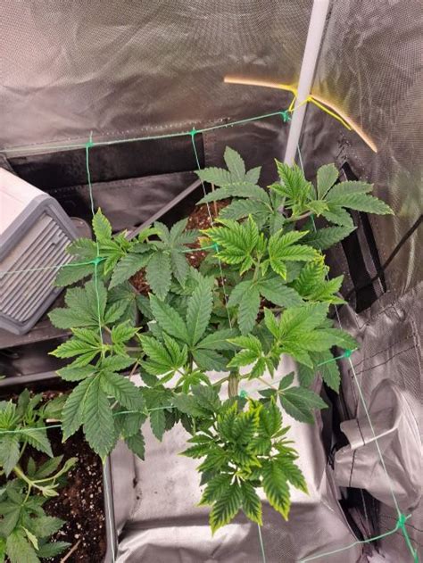Grow Diary Journal Week5 By Wookiepat Growdiaries
