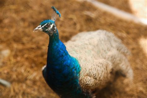 Premium Photo Female Peacock Bird On Brown Grass In Nature