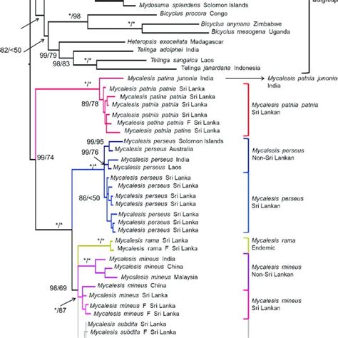 Bayesian Majority Rule Consensus Tree Based On The Combined Coi Ef1 α Download Scientific