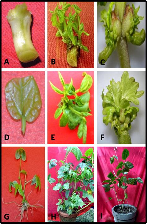 In Vitro Plant Regeneration In Vigna Unguiculata Cv V 585 A A