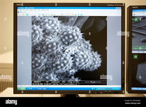 Polen Images On Sem Analysis Of Nanostructures And Nanodevices