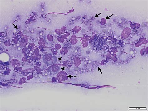 Pancytopenia In A Cat Clinicians Brief