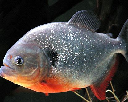 Piranha | Animal Wildlife