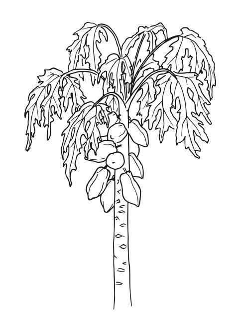 Papaya Fruit Tree Vector Hand Drawn Illustration Of Pawpaw Palm In