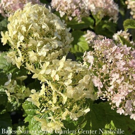 3 Hydrangea Arb Invincibelle Wee Whitesmooth White Dwarf Annabelle Type