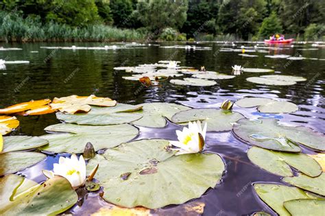 Premium Photo Water Lilies And Lily Pads Are Floating On A Pond