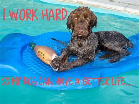 1000 Images About Wirehaired Pointing Griffon Or Korthals Griffon On