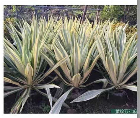 黄纹万年麻 花瓣网