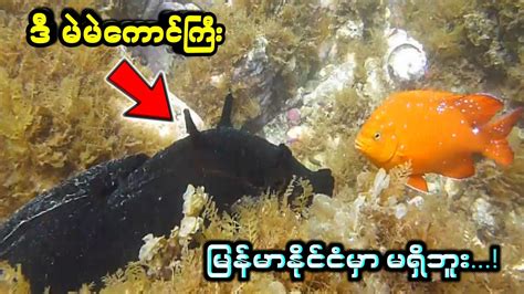 အိချွဲချွဲ ပျော့ဖတ်ဖတ်နဲ့ ကြောက်ရမလား ရွံရမလား မသိနိုင်တဲ့တိရိစ္ဆာန် ၄
