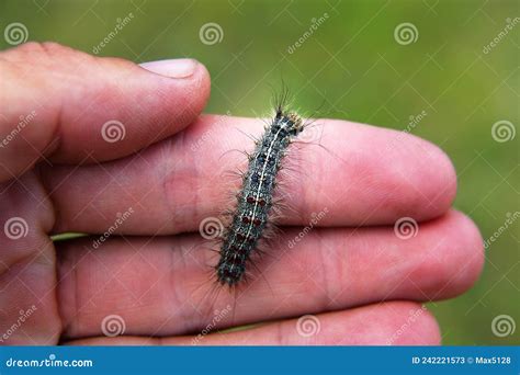 Gingerbread Gipsy Moth Caterpillar Stock Image Image Of Larvae Crop