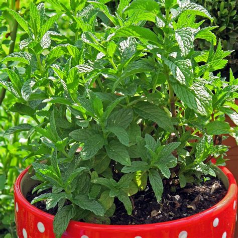 Peppermint Mentha Piperita Seeds