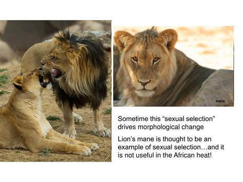Ppt Natural Selection And Speciation Powerpoint Presentation Free