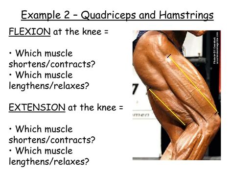 Ppt Gcse Pe Lesson 3 Muscles Powerpoint Presentation Free Download