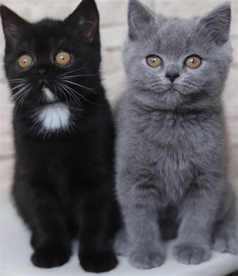 Кот с двухцветной мордой картинки и фото Koshka Top