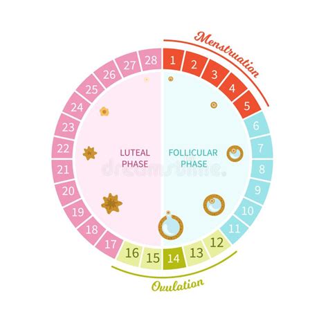 Menstrual Cycle Fertility Chart Stock Vector Illustration Of