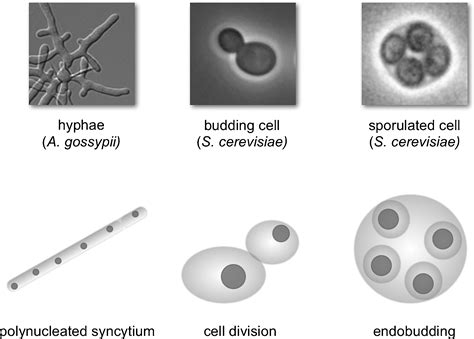 Yeast Cell Morphology And Sexual Reproduction A Short Overview And