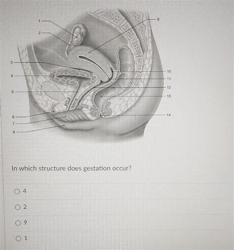Solved In Which Structure Does Gestation Occur 4 2 9