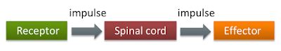 2 3 Nervous Coordination SPM Science