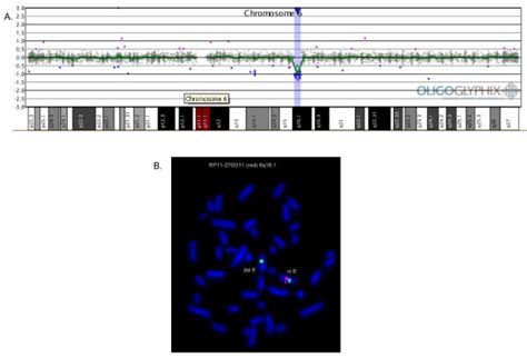 Analysis Of Deletion Encompassing Epha7 On 6q161 A Oligonucleotide Download Scientific