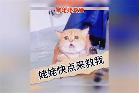从小被姥姥带大的猫，猫妈妈第一次给它洗澡，喊姥姥救她姥姥妈妈