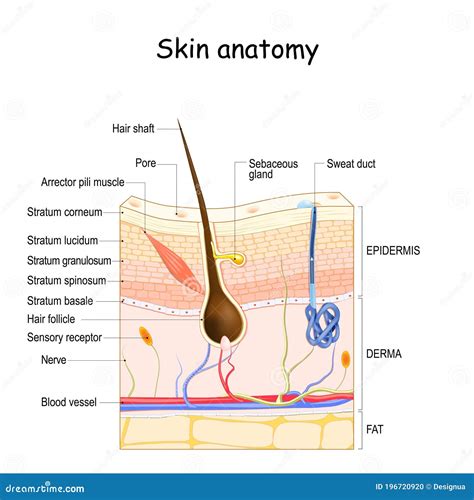 Layers Of Epidermis Illustration Vector On White Background Med