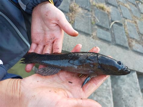 ライギョ大好きマン さんの 2022年10月30日のカワアナゴの釣り・釣果情報埼玉県 中川中流 アングラーズ 釣果360万件の