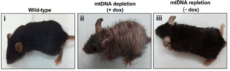 Mitochondria Reversing Aging In A New Mouse Model Work For Human Longevity