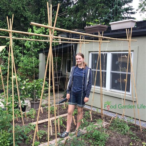 Creative Ways To Stake Tomatoes How To Support Tomato Plants
