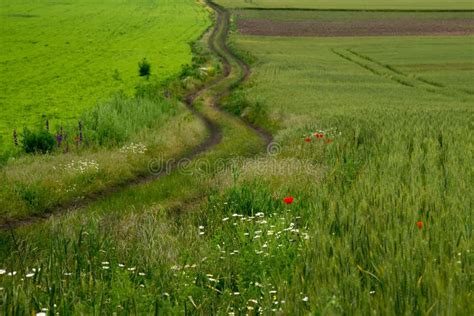 Country Road Between Spring Fields With Crops Stock Photo Image Of