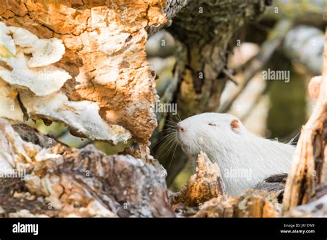 Albino Nutria Fotos Und Bildmaterial In Hoher Auflösung Alamy