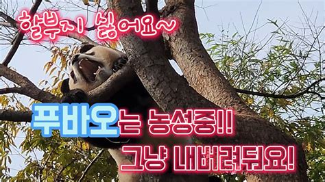 할부지 싫어요🚫푸바오는 농성중 그냥 내버려둬요🐼푸바오의 이유없는 반항 사춘기인가😍푸바오러바오아이바오 Youtube