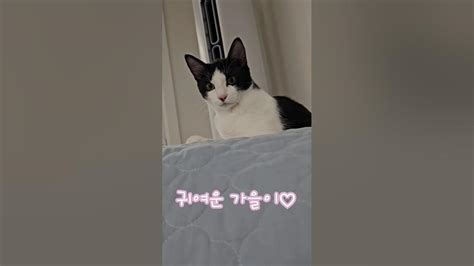 귀여운 가을이♡ Youtube